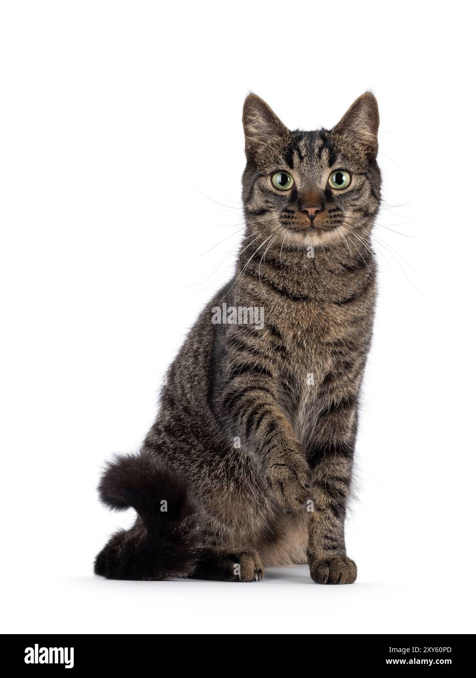 Classic tabby house cat, sitting up facing front. Looking towards ...