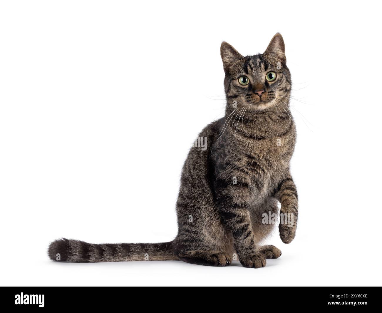 Classic tabby house cat, sitting up side ways with one paw playfully ...