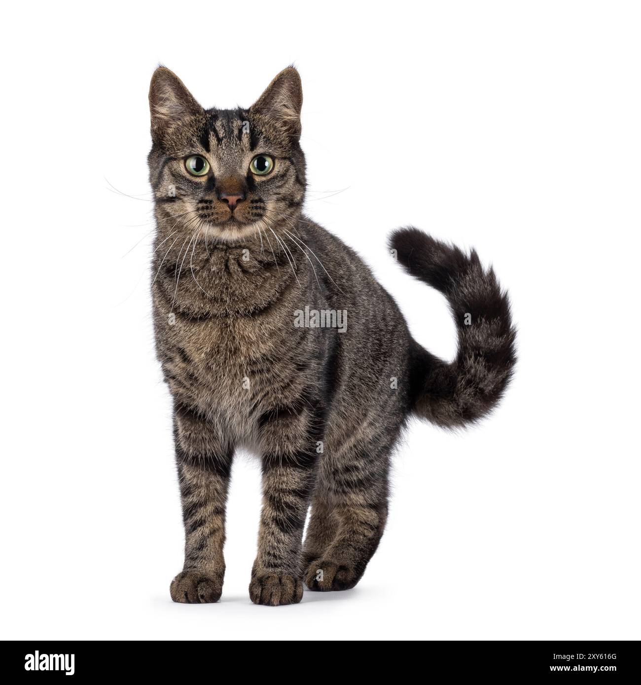 Classic tabby house cat, standing facing front. Looking towards camera ...