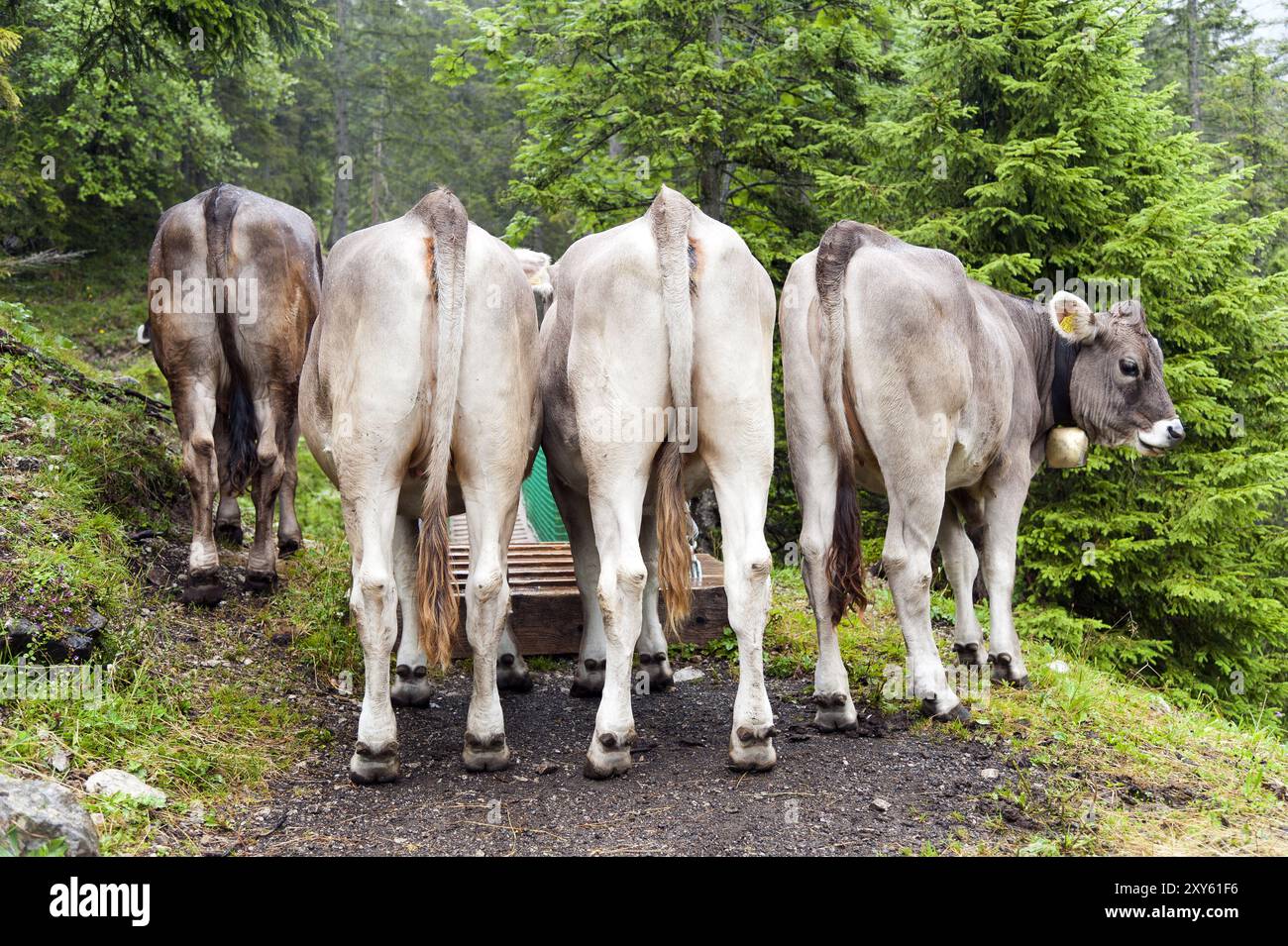 4 cows, standing on a hiking trail Stock Photo - Alamy