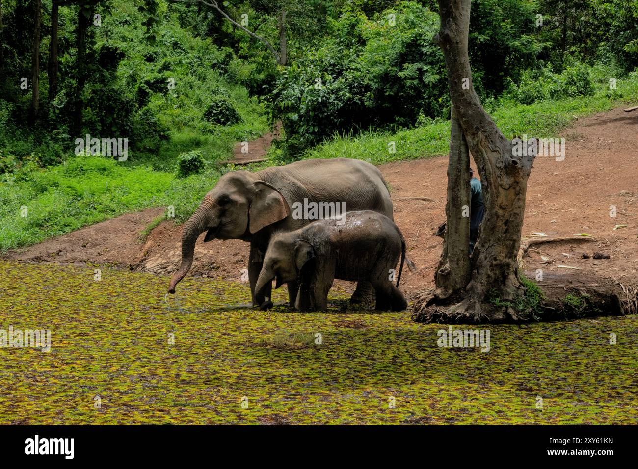 Mother and baby elephant at the pond, Elephant Conservation Center ...