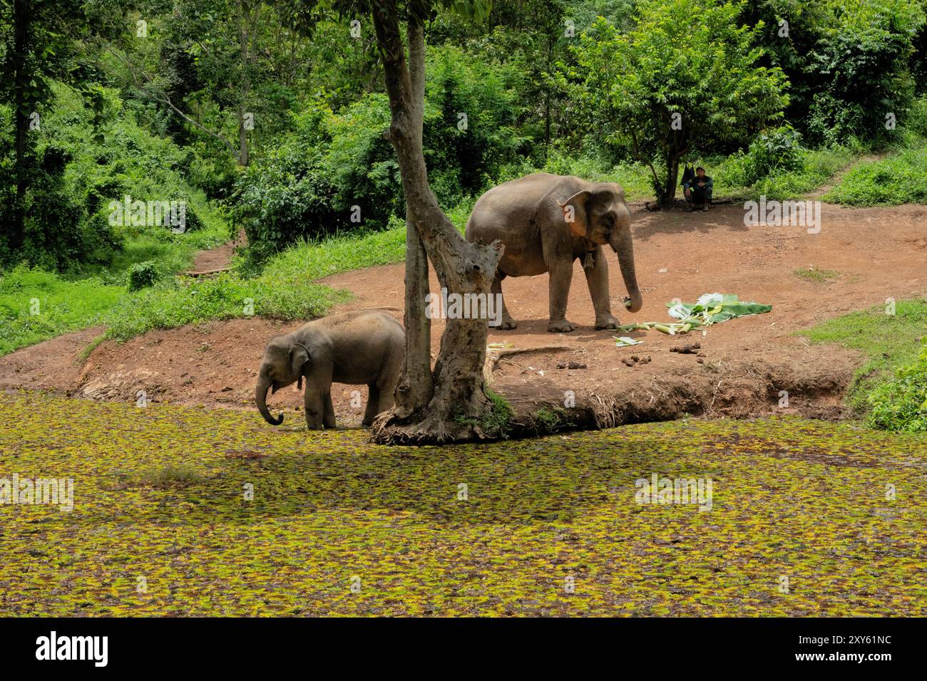 Mother and baby elephant at the pond, Elephant Conservation Center ...