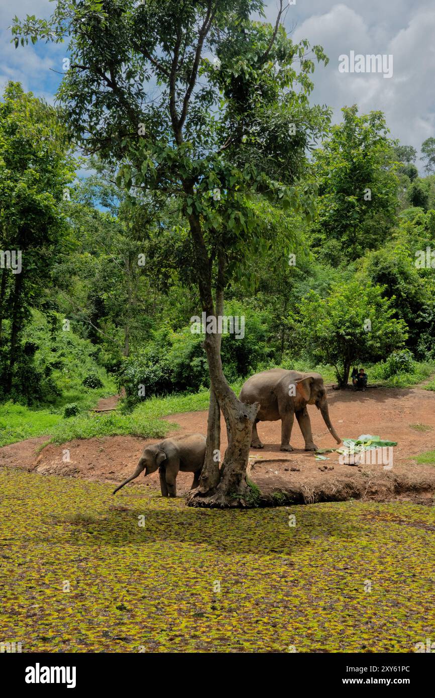 Mother and baby elephant at the pond, Elephant Conservation Center ...