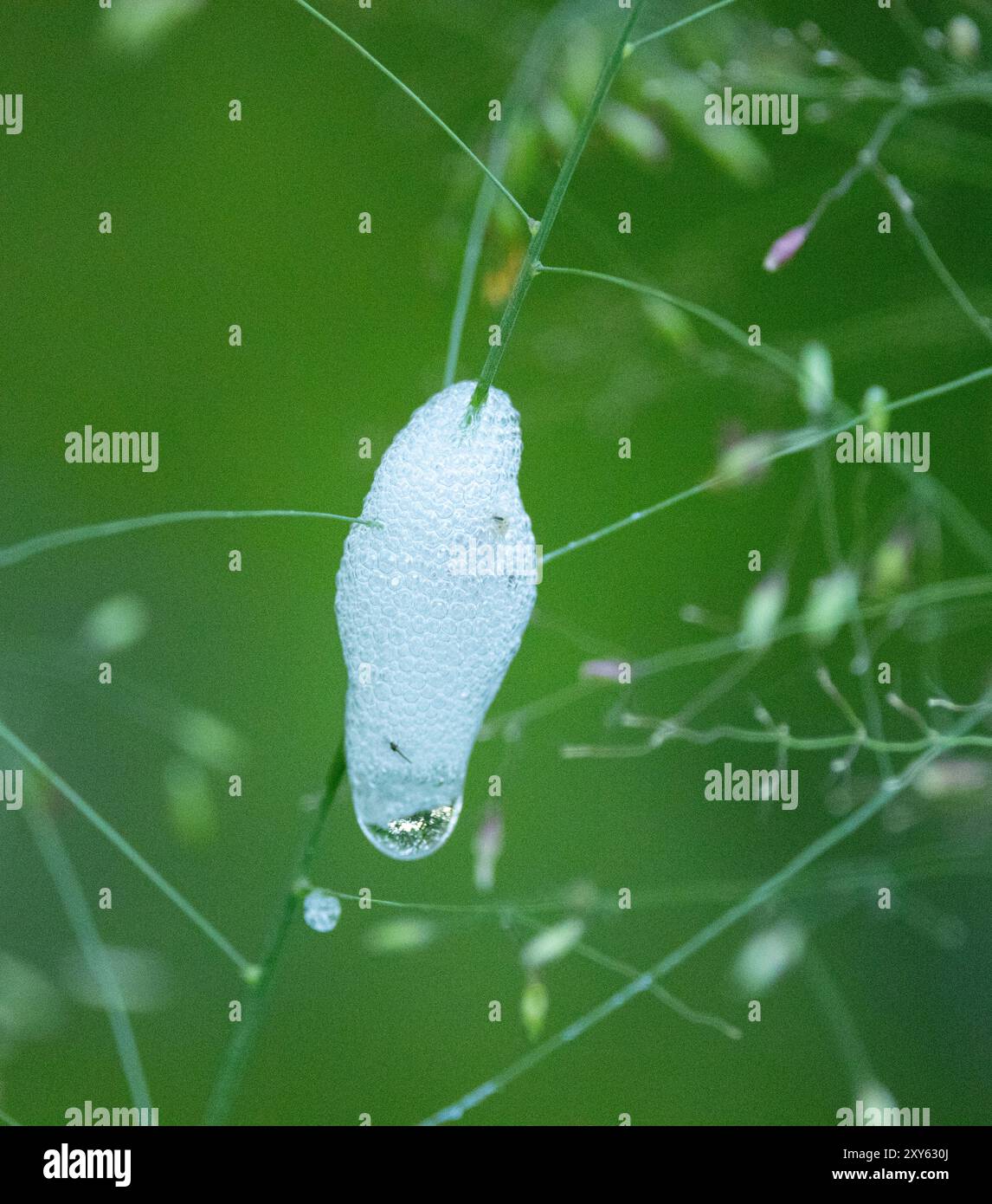 Poophilus spp hi-res stock photography and images - Alamy