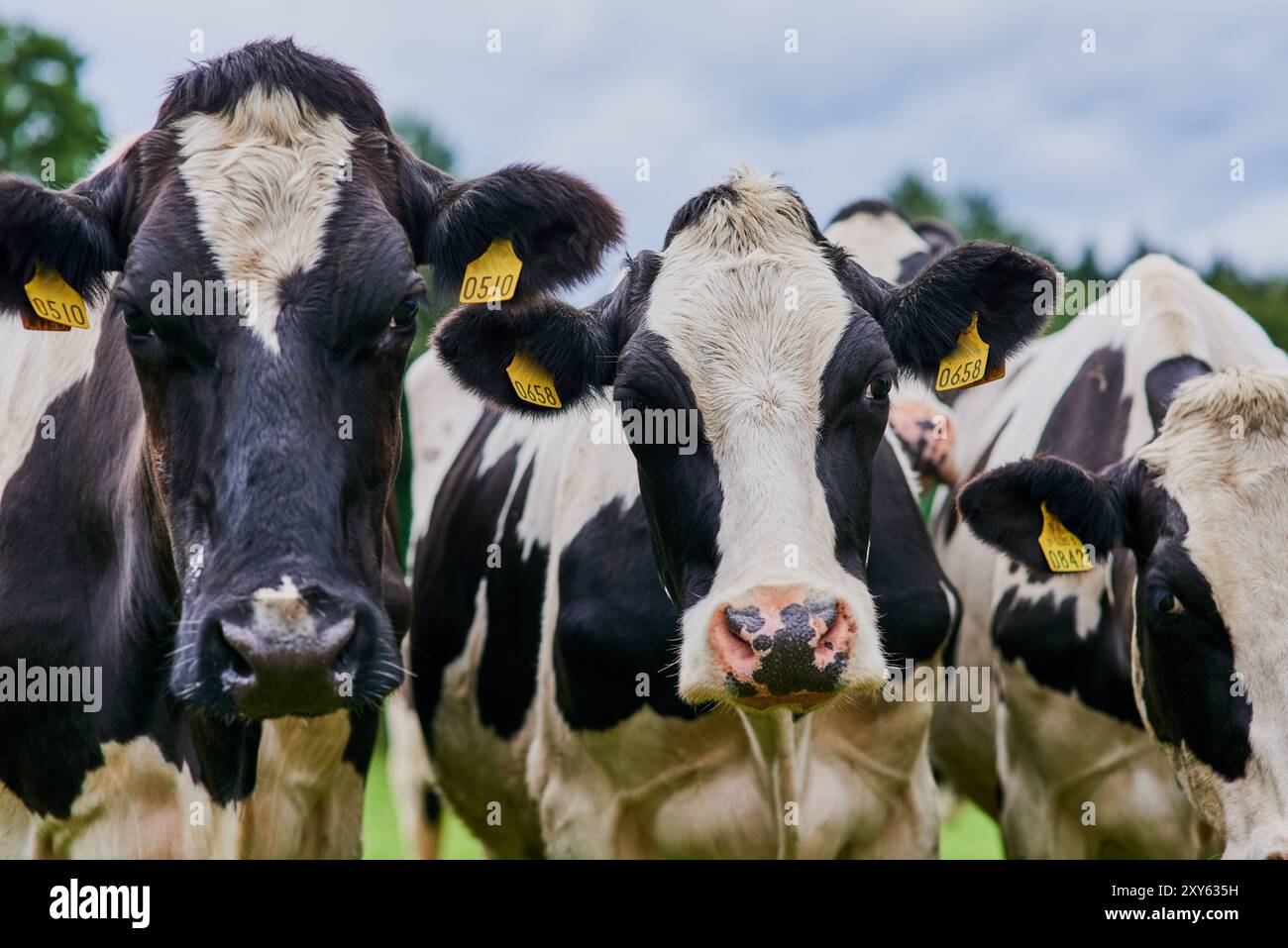 Cows, portrait and farm in countryside with livestock, herd or free ...