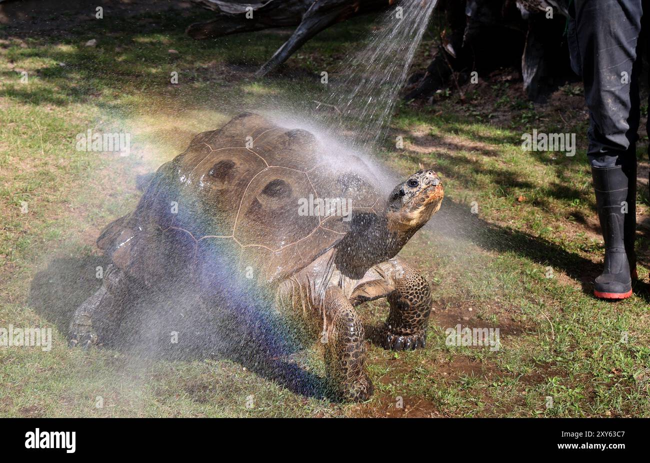 Rostock, Germany. 28th Aug, 2024. Galapagos giant tortoise Isabela ...