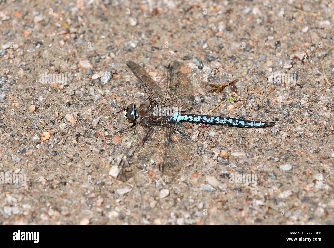 Azure Hawker Dragonfly male - Aeshna caerulea, Beinn Eighe, Scotland ...