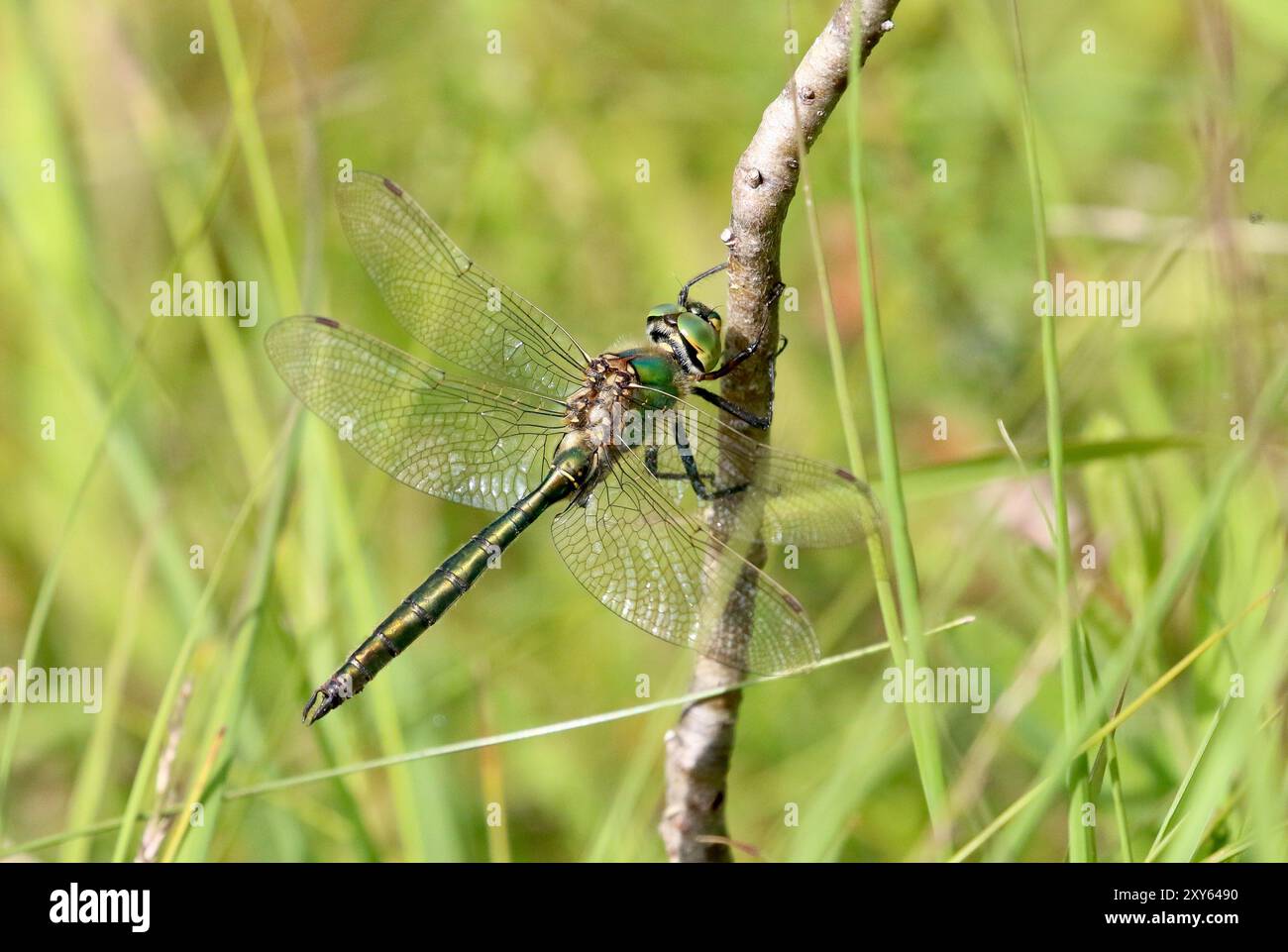 Brilliant emerald dragonfly male hi-res stock photography and images ...