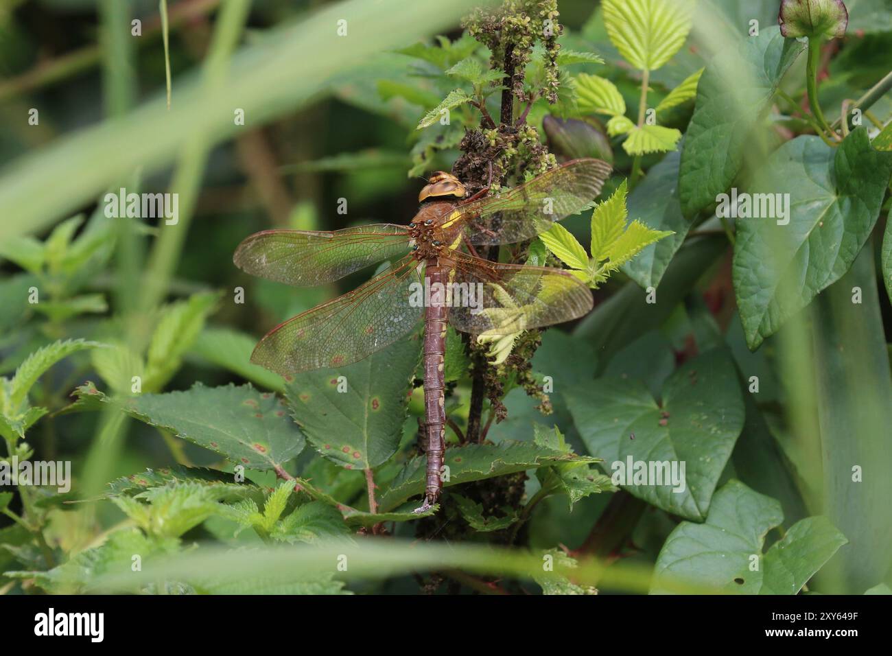 Amber winged hawker dragonfly female hi-res stock photography and ...