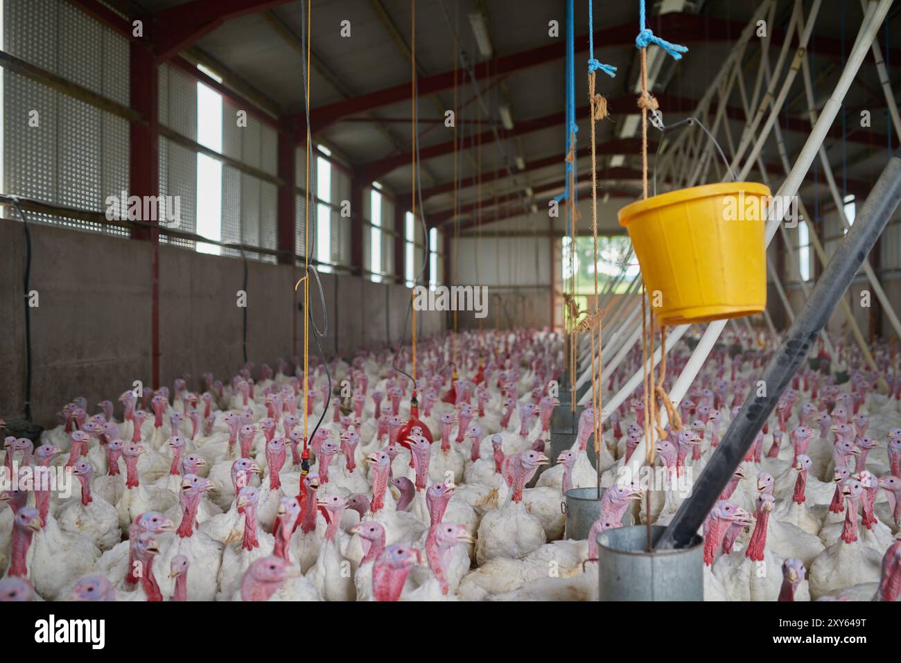 Gang of turkeys hi-res stock photography and images - Alamy