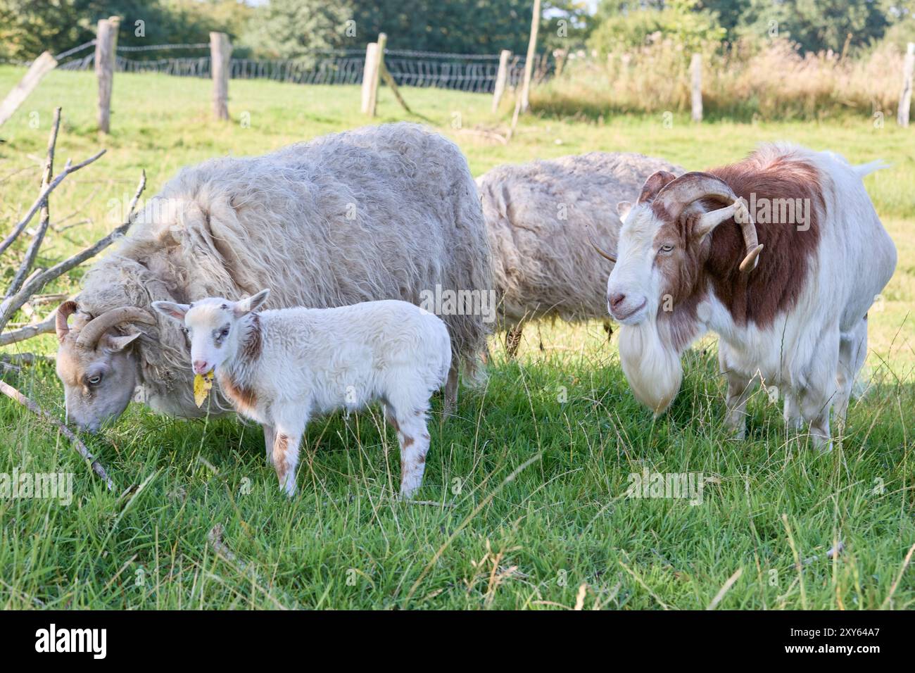 28 August 2024, Schleswig-Holstein, Glücksburg: Sheep mom "Selma" (l ...