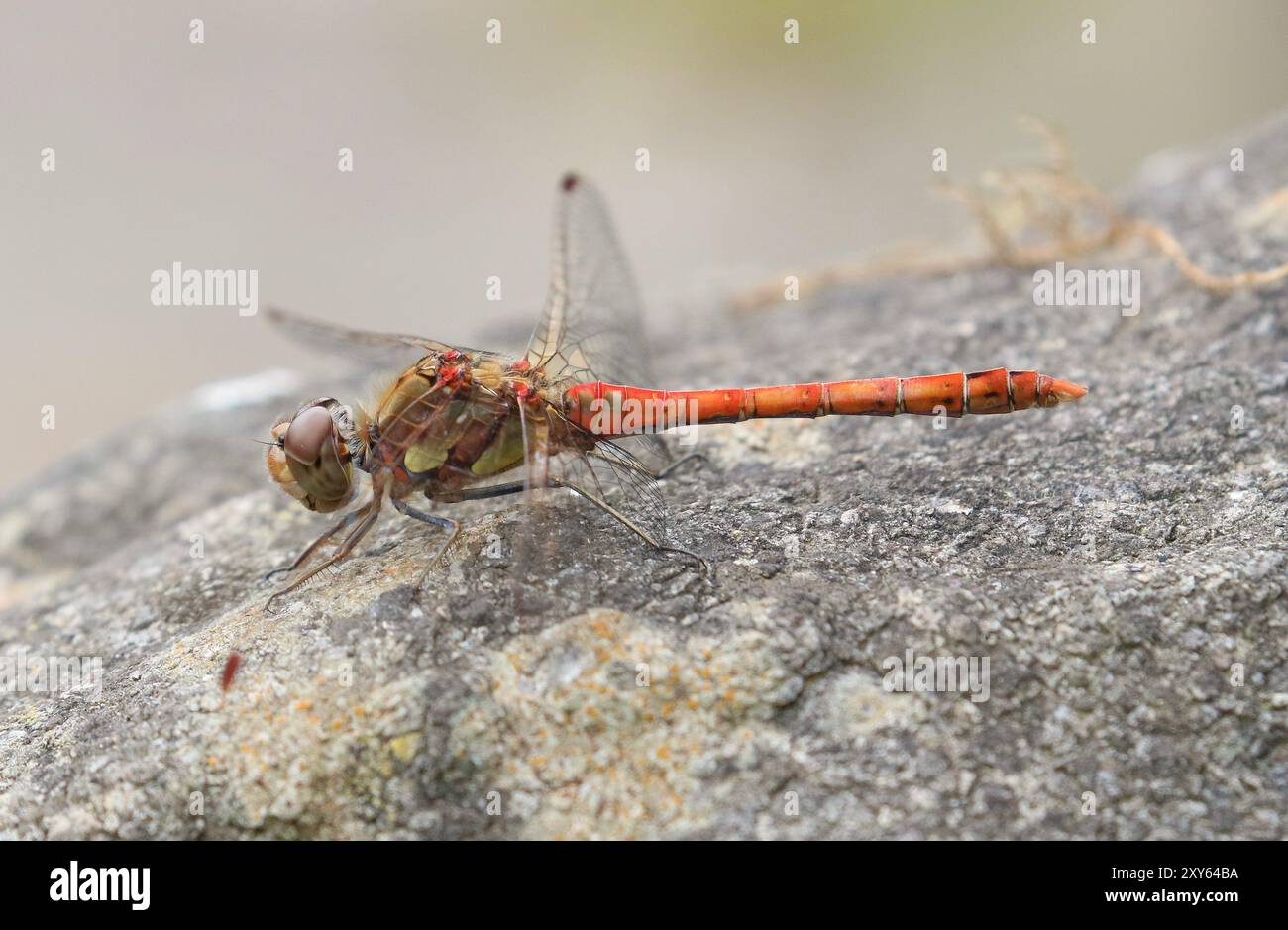Beautiful sympetrum red dragonfly green hi-res stock photography and ...
