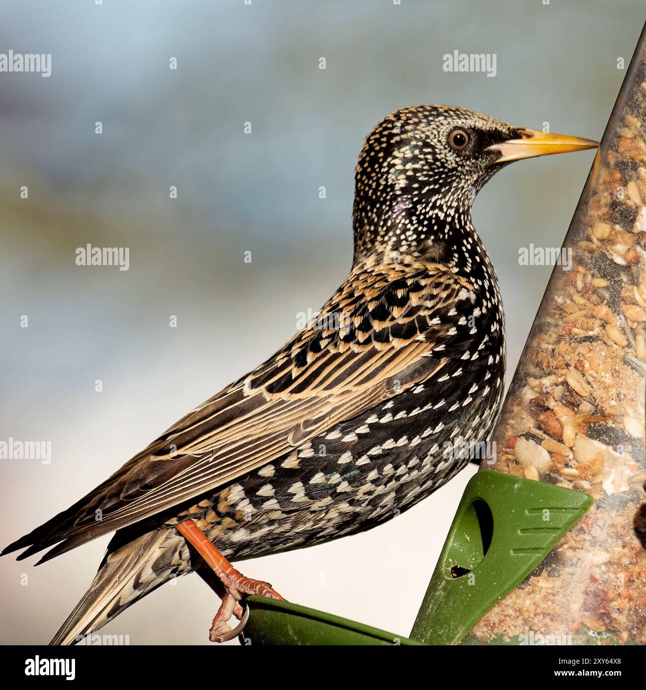 Star bird feeder hi-res stock photography and images - Alamy