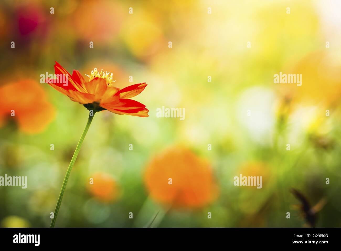 Beautiful cosmos flower sunrise hi-res stock photography and images - Alamy