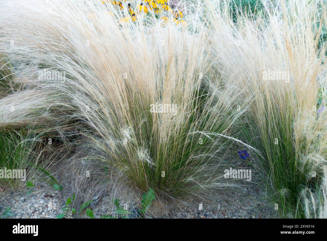 Stipa tenuissima Pony Tails growing in gravel Nassella Ponytail ...