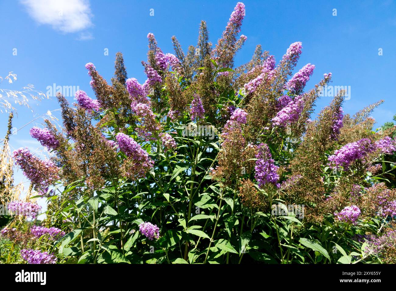 Buddleja davidii "Flutterby Pink" Mid Summer August, Garden Plant Shrub ...
