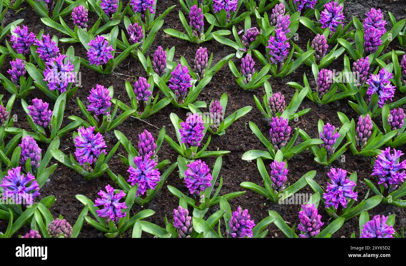 Garden-Hyacinths (Hyacinthus), variety Miss Saigon, pink, flowerbed, Keukenhof, Lisse, South ...
