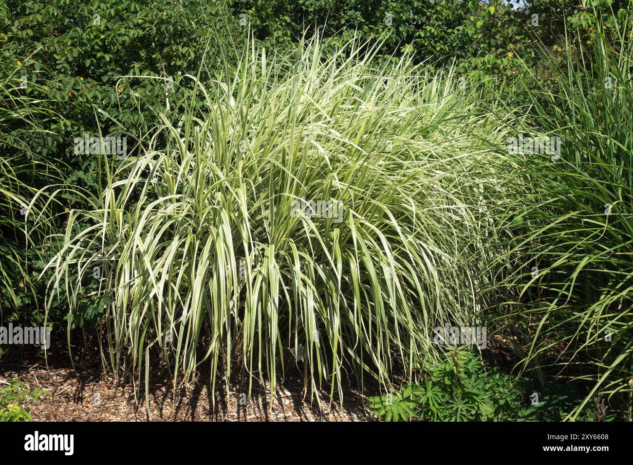 Zebra Grass Miscanthus Sinensis Dixieland Maiden Grass Chinese Silvergrass Eulalia Ornamental