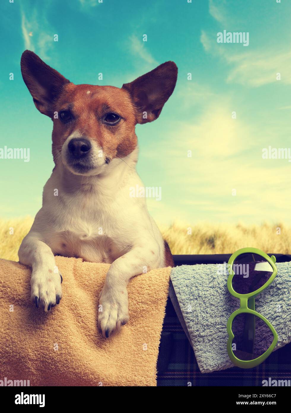 Travel concept with a Jack Russell Terrier in a vintage luggage and ...