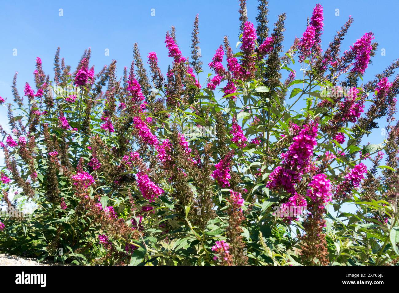 Buddleja davidii "Buzz Hot Raspberry" August, Garden Plant Shrub ...