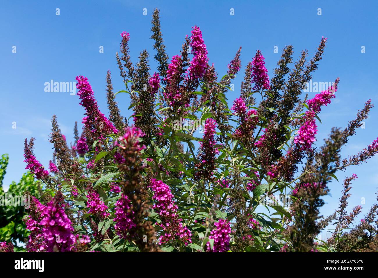 Buddleja davidii "Buzz Hot Raspberry" Buddleia Garden Plant Shrub ...