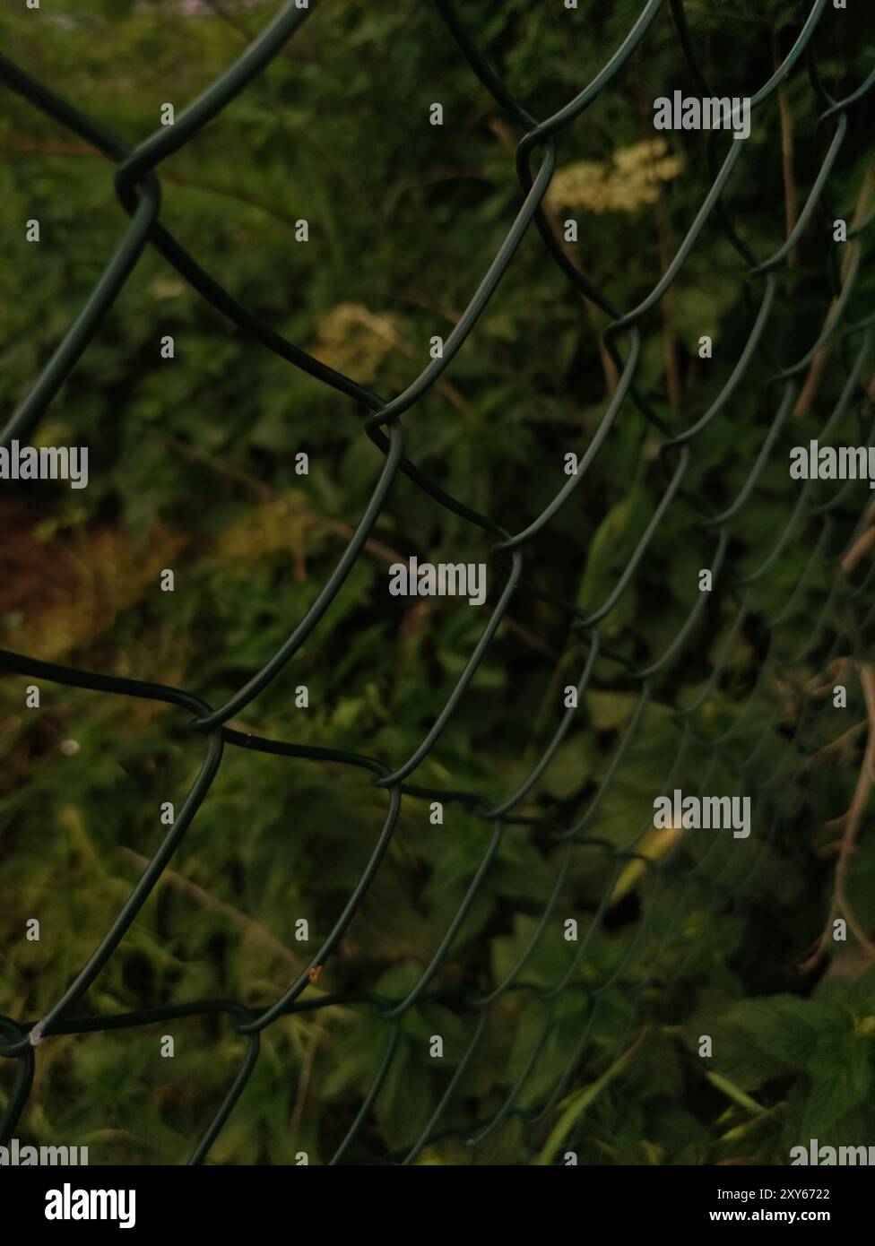 Close up image of a chain link fence with lush green foliage in the ...