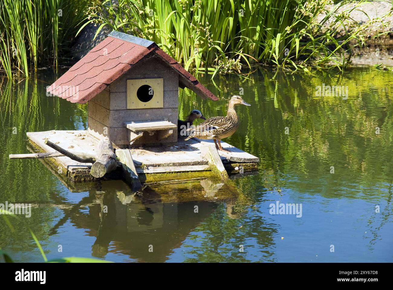 Floating duck house with duck Stock Photo - Alamy