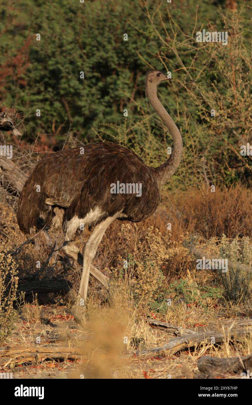 Wildlife ostrich okavango hi-res stock photography and images - Alamy
