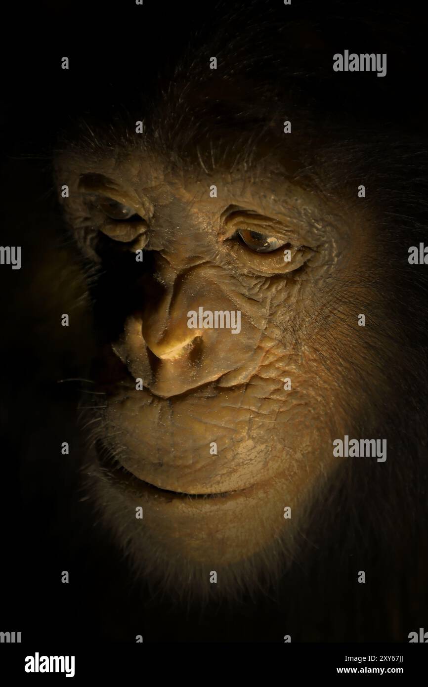 Face of a chimpanzee Stock Photo - Alamy
