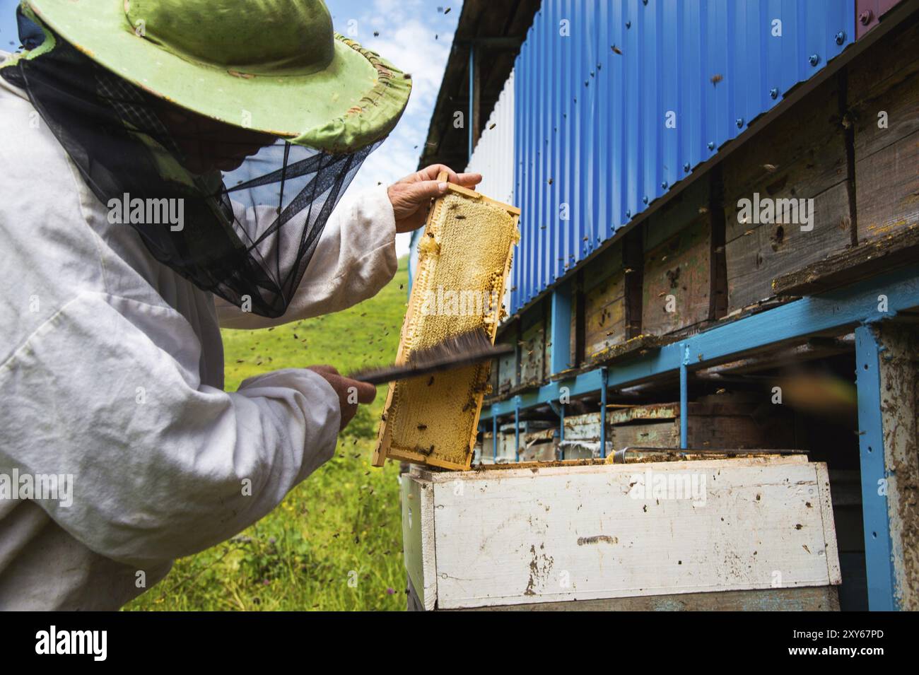 The beekeeper keeps a frame with honey sealed with wax on which bees ...
