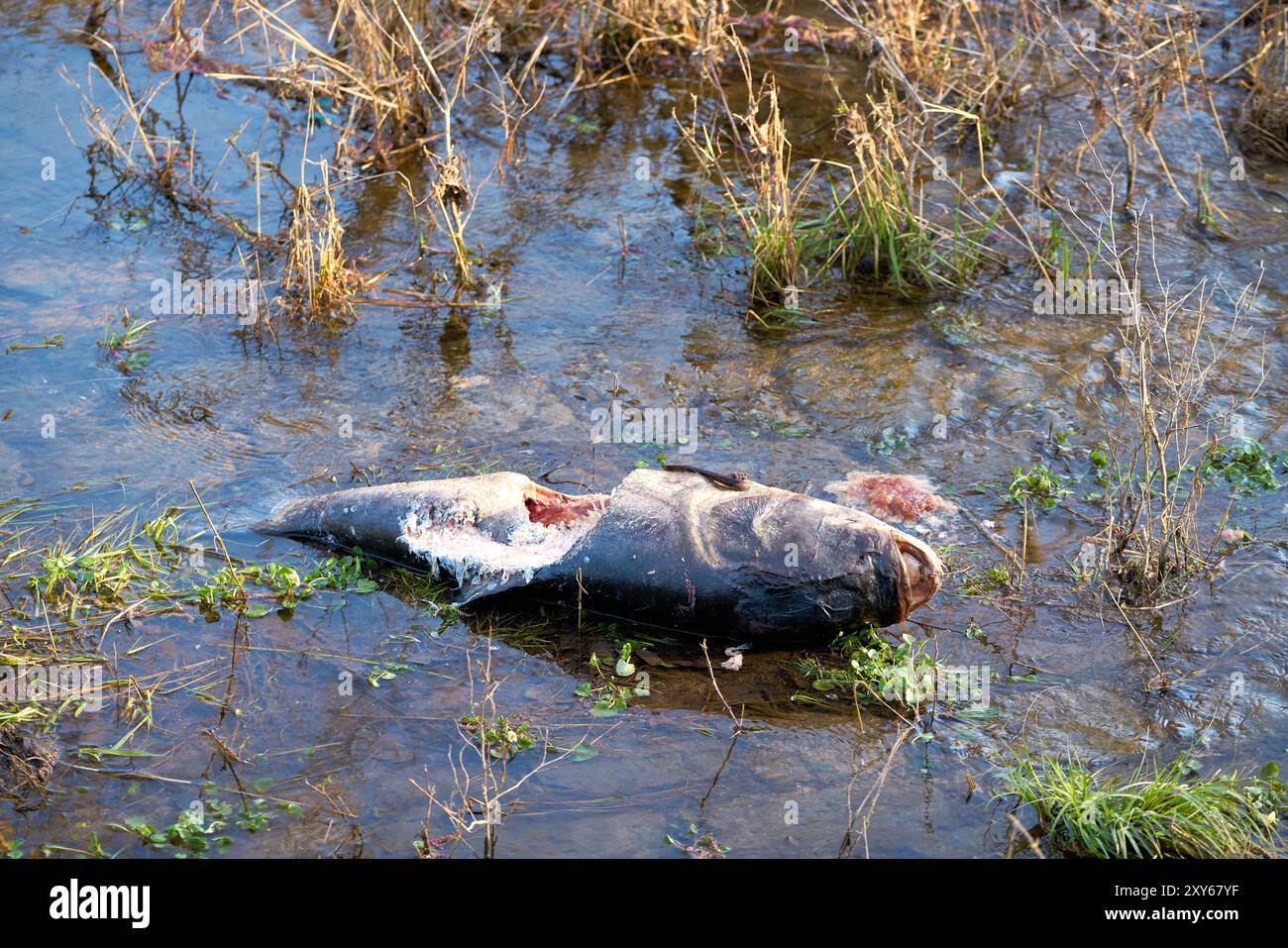Dead fish with bite marks from a mink in a tributary of the Elbe near ...