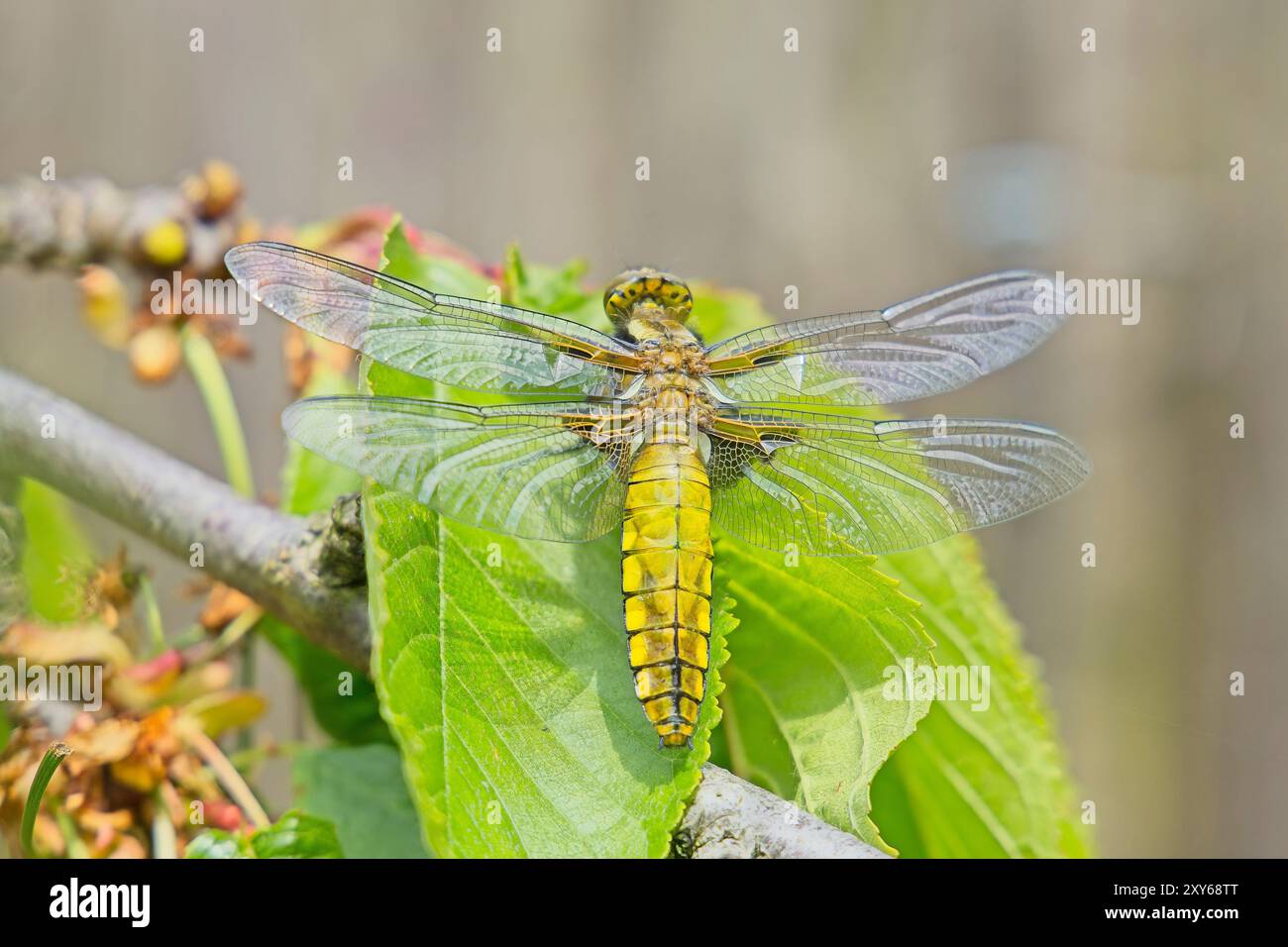 Broad-bodied Chaser (Libellula depressa), female perched, Fen Drayton ...