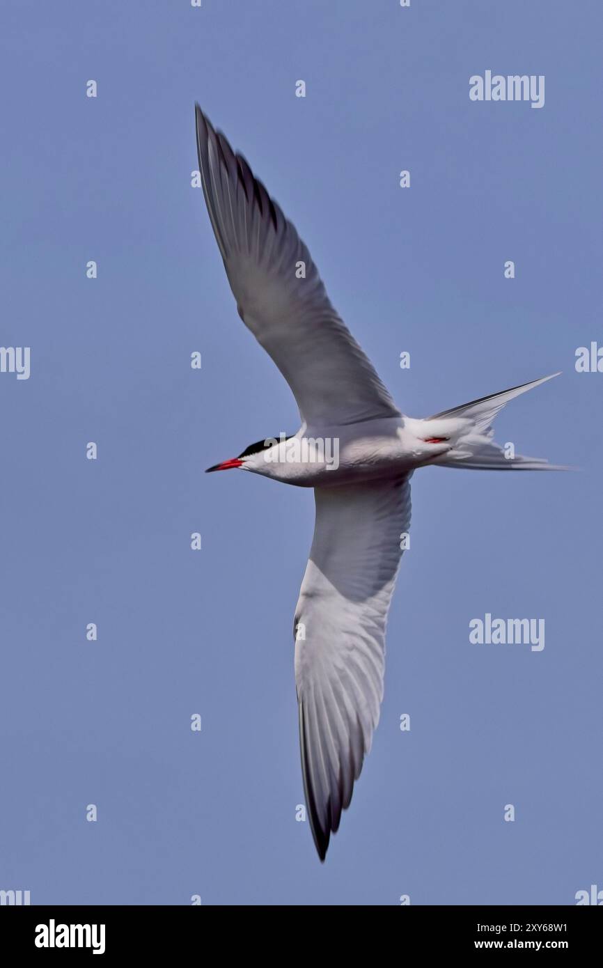 Common Tern, (Sterna hirundo), adult, summer-plumage, in flight, Fen ...
