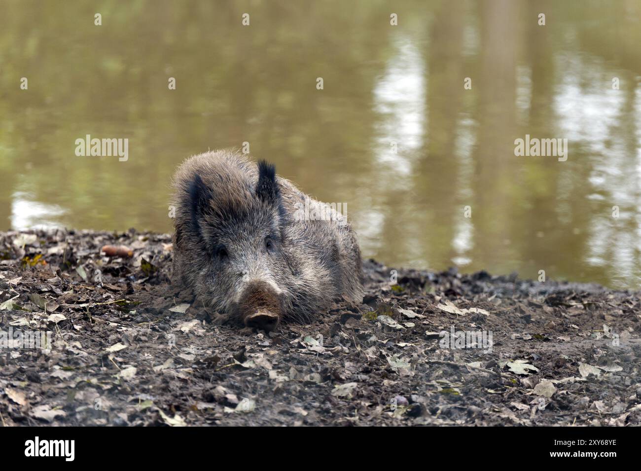 Loco group hi-res stock photography and images - Alamy