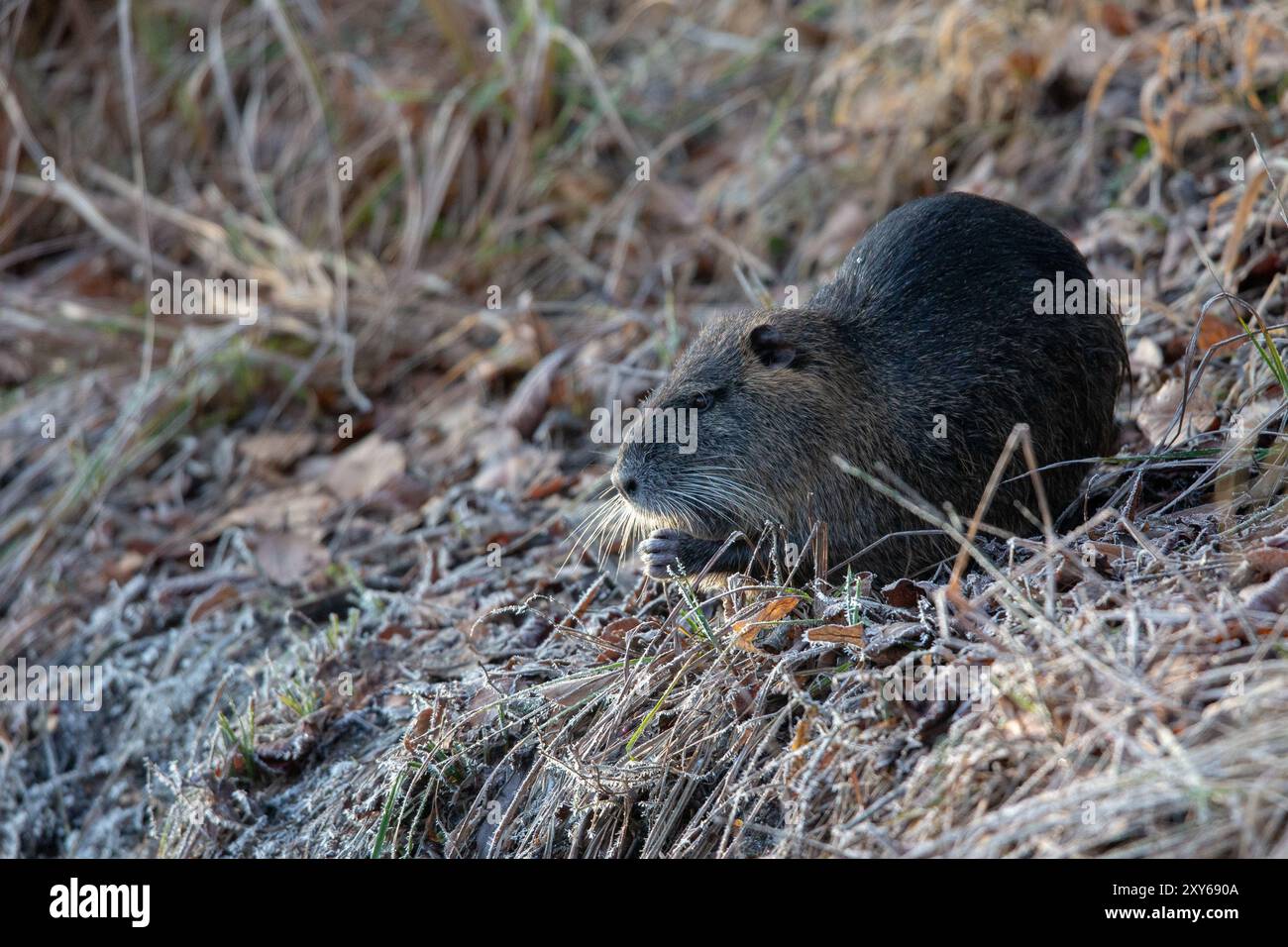 Nutria (Myocaster coypus) in the nature protection area Moenchbruch ...