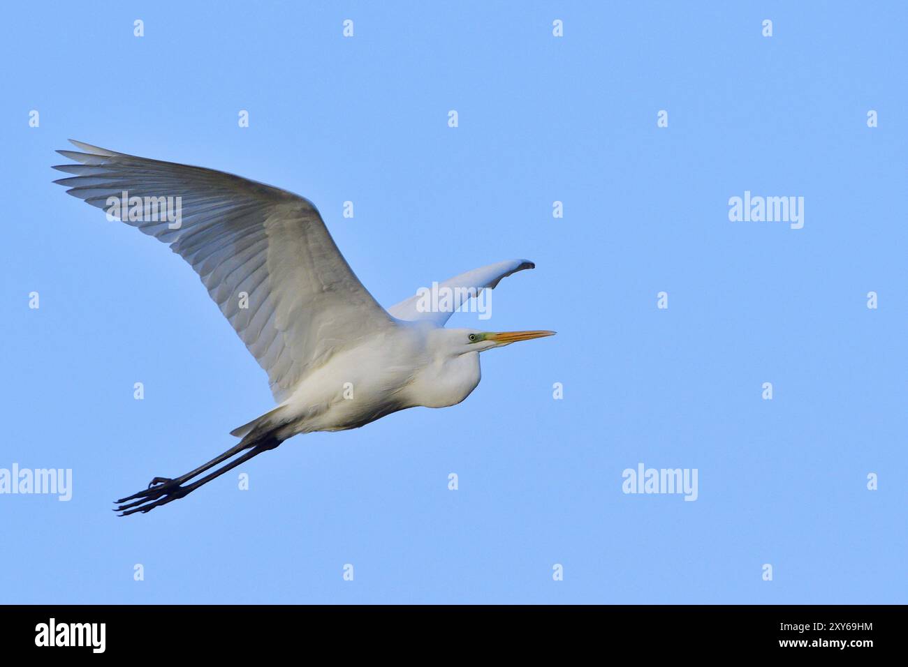 Great egret (Ardea alba), also known as the common egret, Silberreiher ...