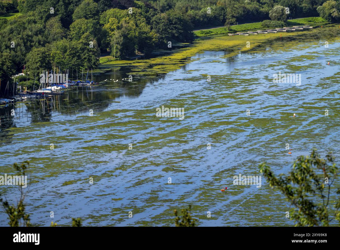 Green carpet of plants on Lake Baldeney in Essen, proliferating aquatic ...