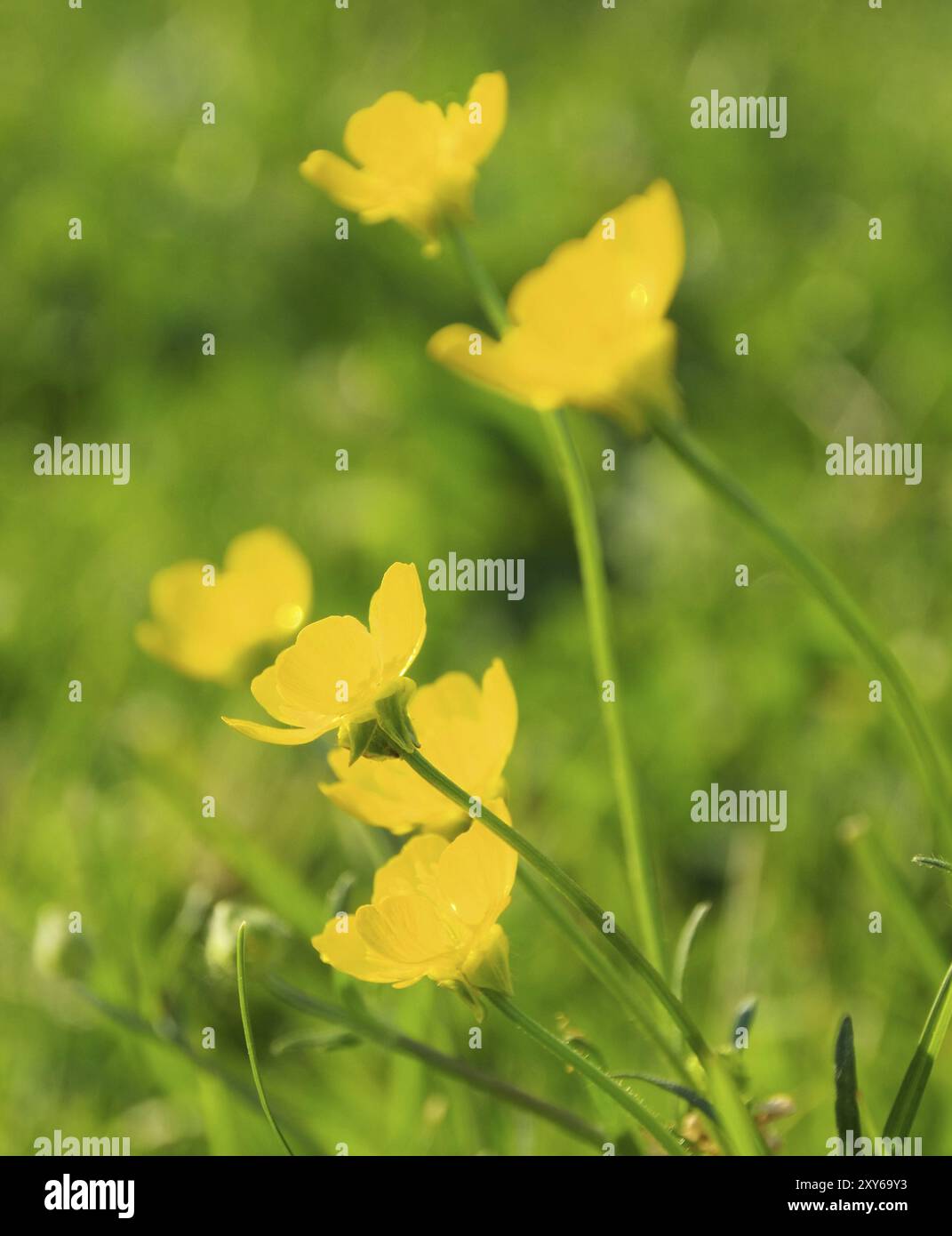 Ranunculus repens creeping crowfoot hi-res stock photography and images ...