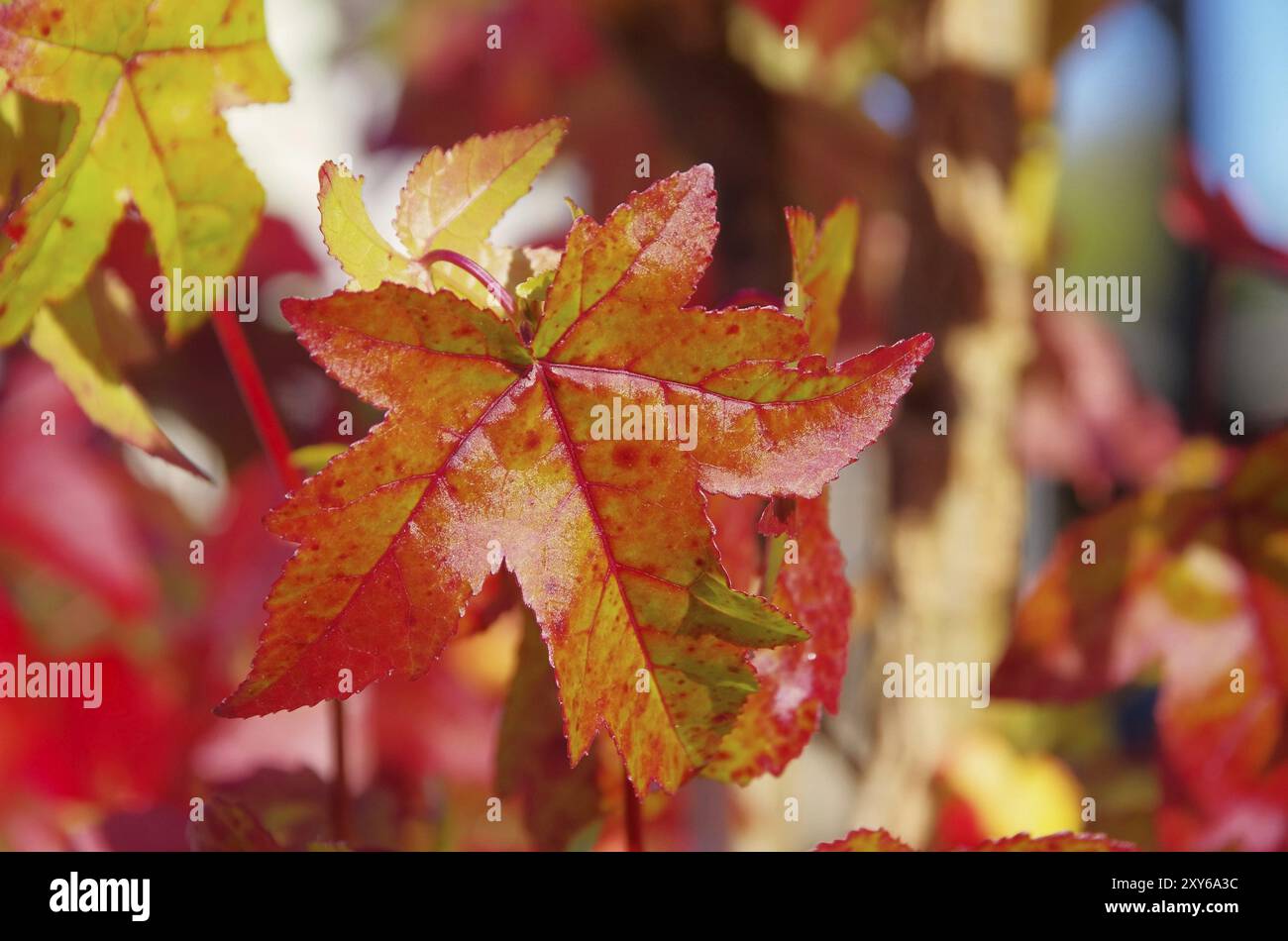 Amber colored leaves hi-res stock photography and images - Alamy