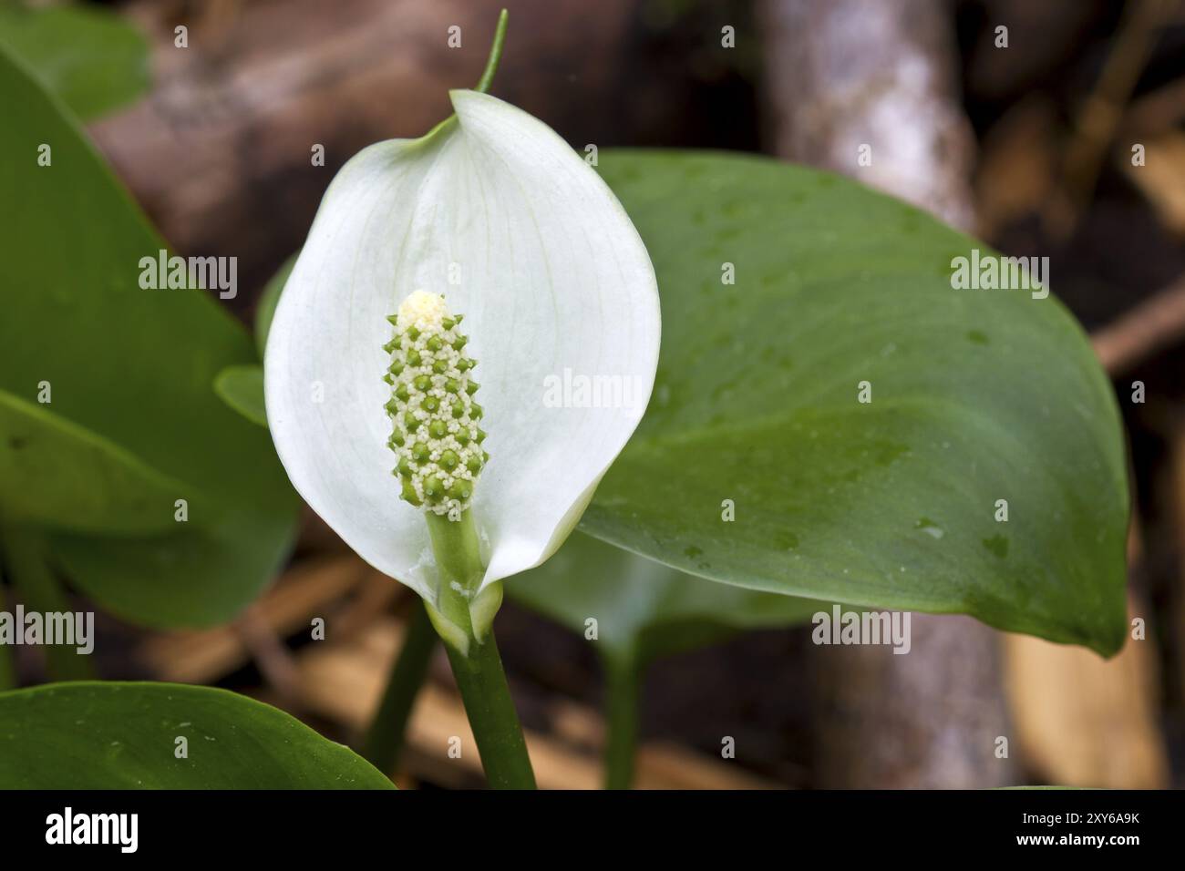 Calla lily pond hi-res stock photography and images - Alamy