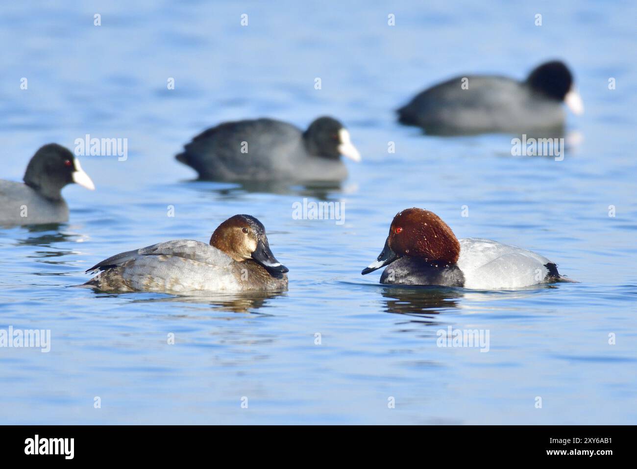 Common pochard in a lake in spring. Pair of common pochards Stock Photo ...