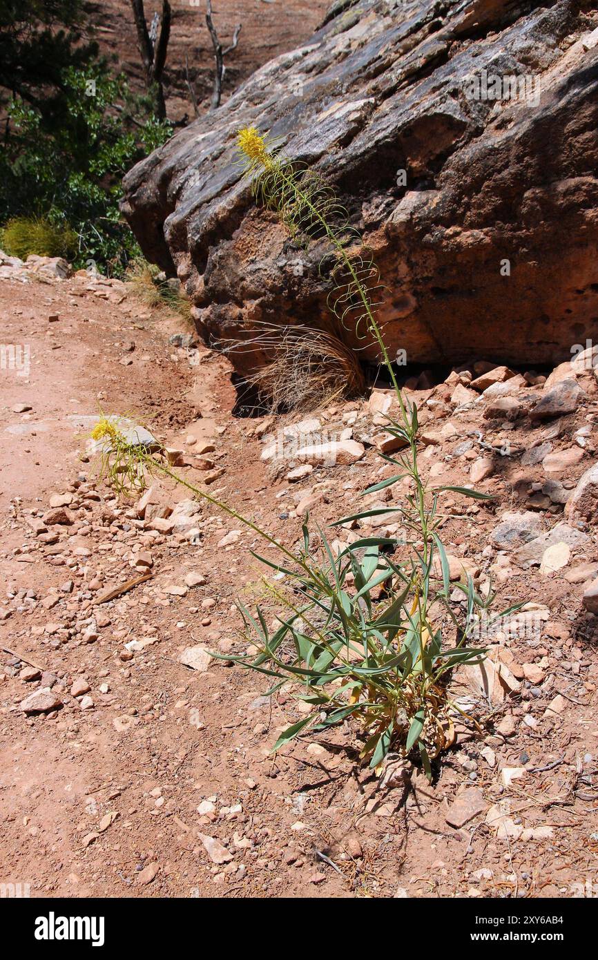 Stanleya pinnata plant, known as desert prince's-plume. Native American ...