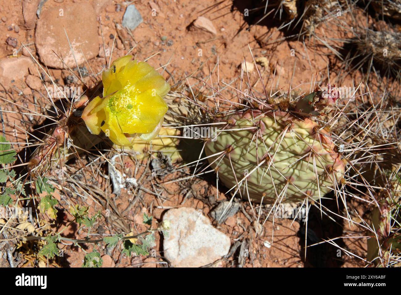 Flowers of Opuntia polyacantha (plains pricklypear). Native American ...