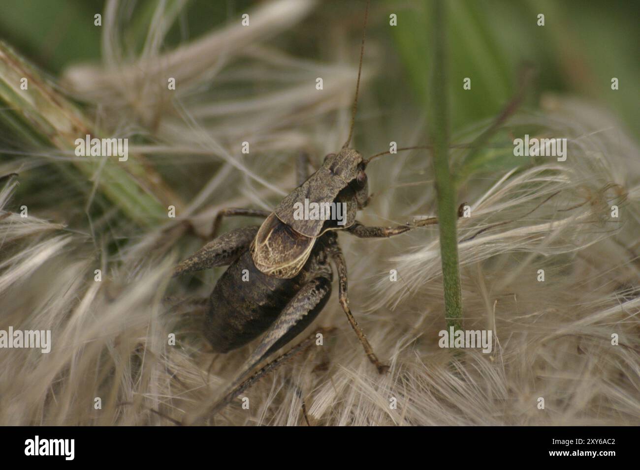 Common bush cricket Stock Photo - Alamy