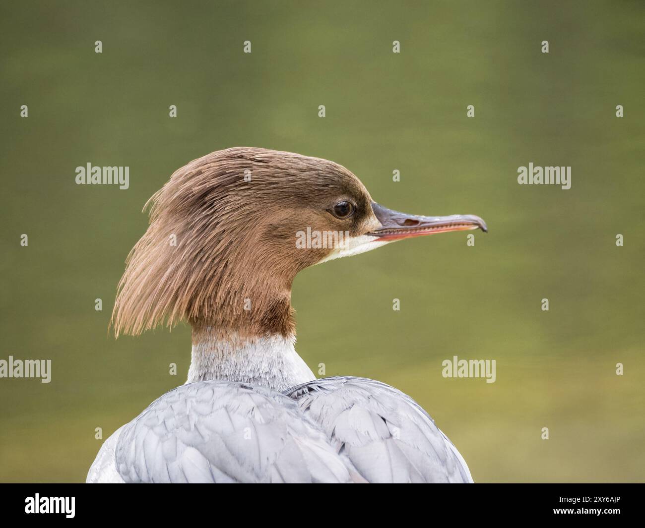 Portrait of a duck Stock Photo - Alamy