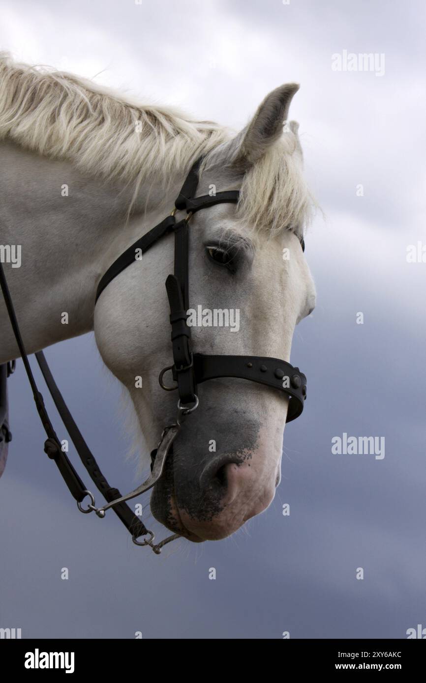 American Cream Draft Horse Stock Photo - Alamy