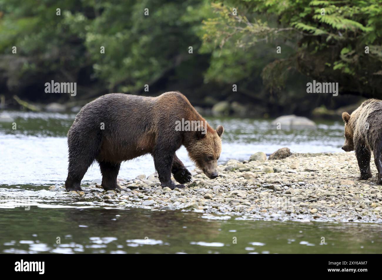 Grizzly bears in Knight Inlet Stock Photo - Alamy