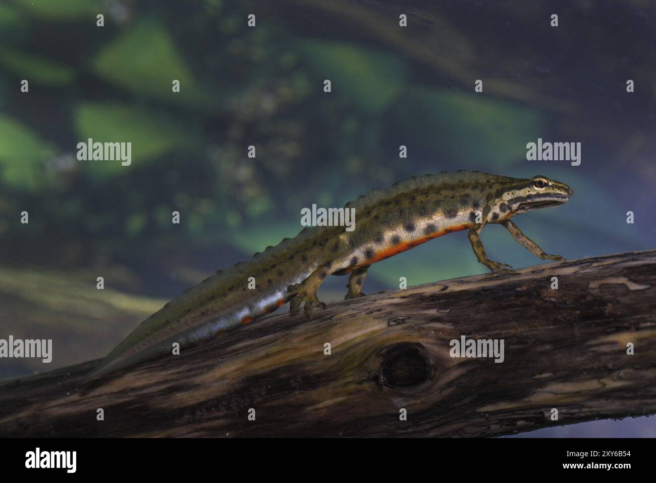 Pond newt, male, Lissotriton vulgaris, Syn.: Triturus vulgaris, smooth ...