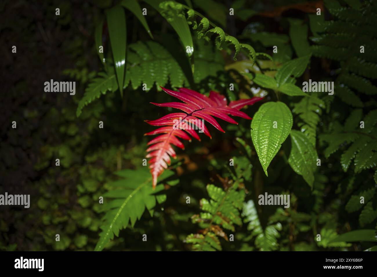 Red fern leaf among green ferns, at night in the tropical rainforest ...