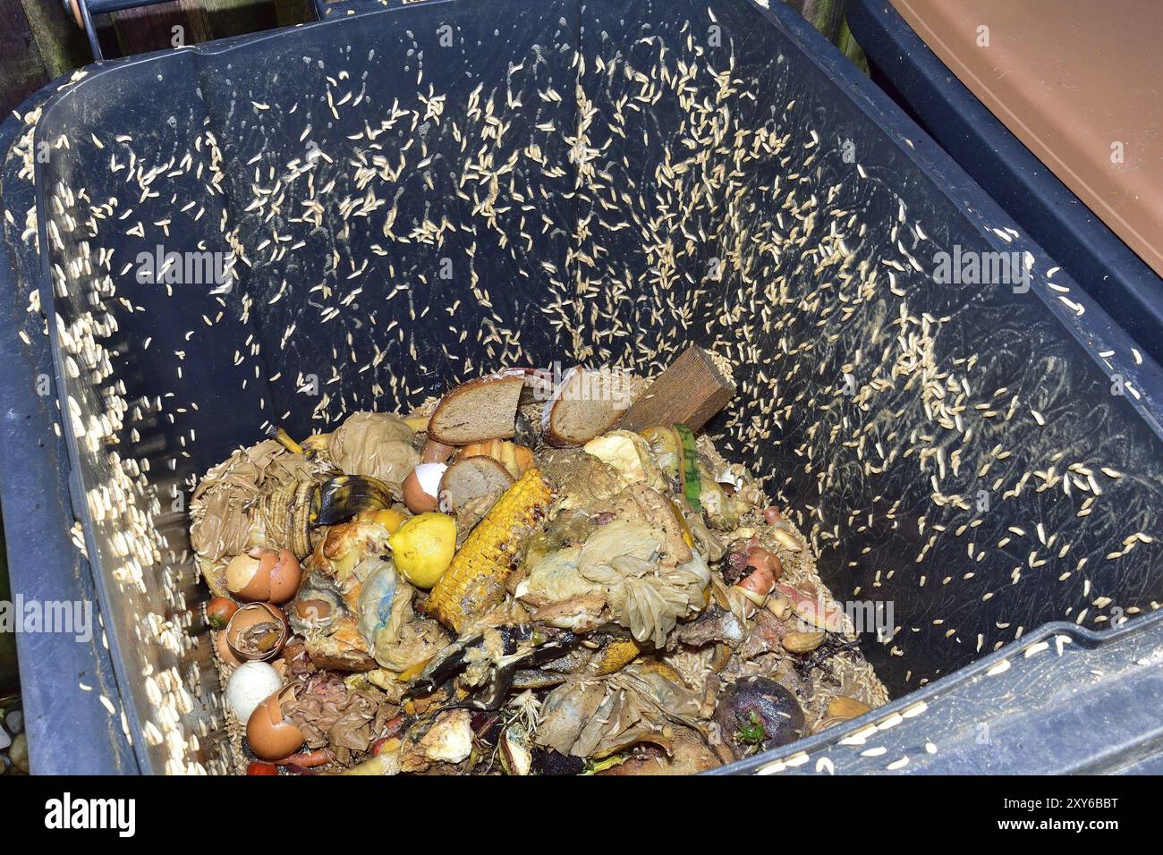 Egg shell compost hi-res stock photography and images - Alamy